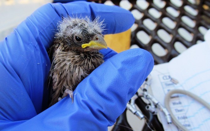How Does Childhood Stress Influence The Life Of Chicks Research In